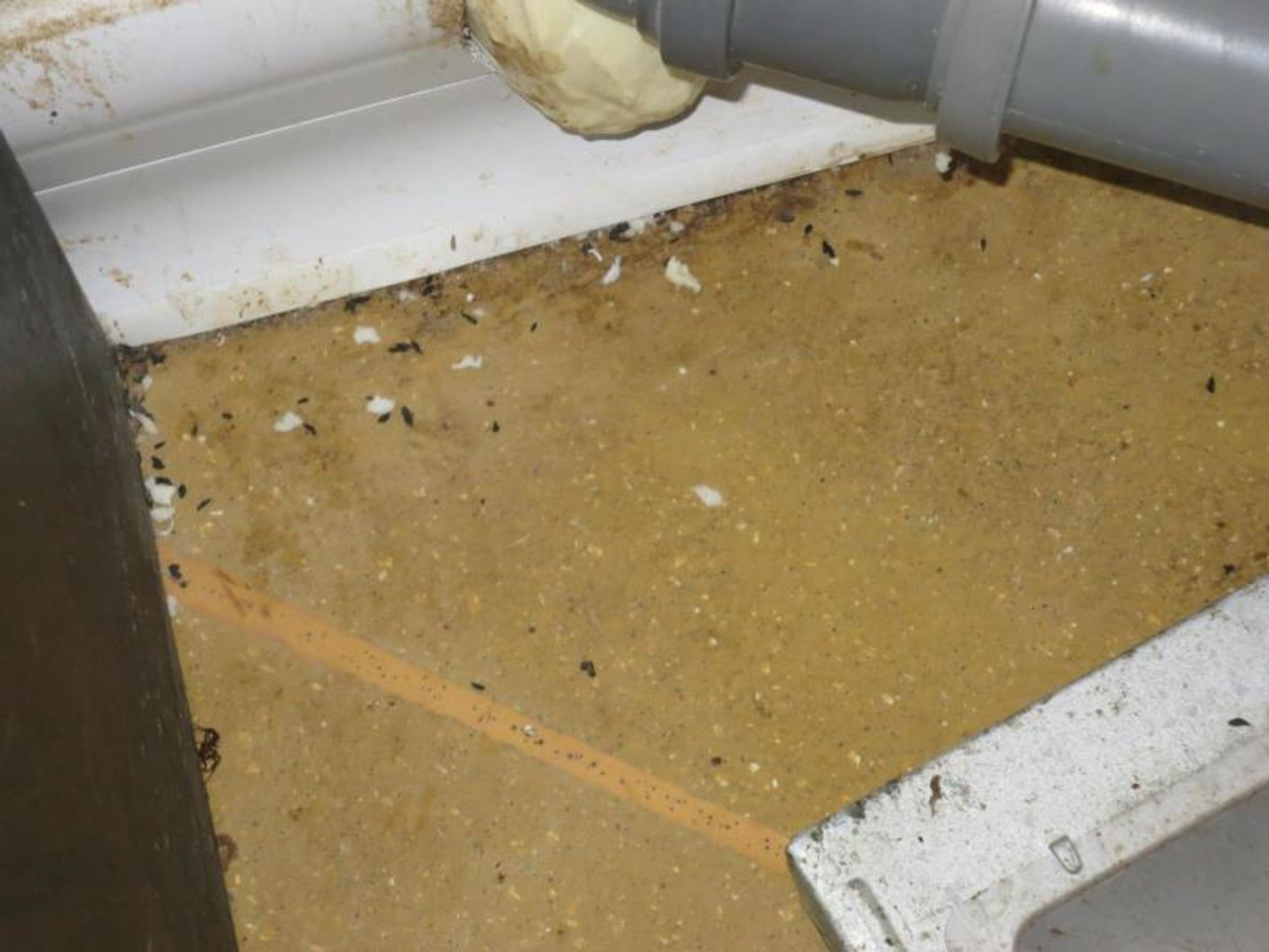 V provozovně byl myší trus i mrtví hlodavci | Galerie: Otřesné podmínky ...