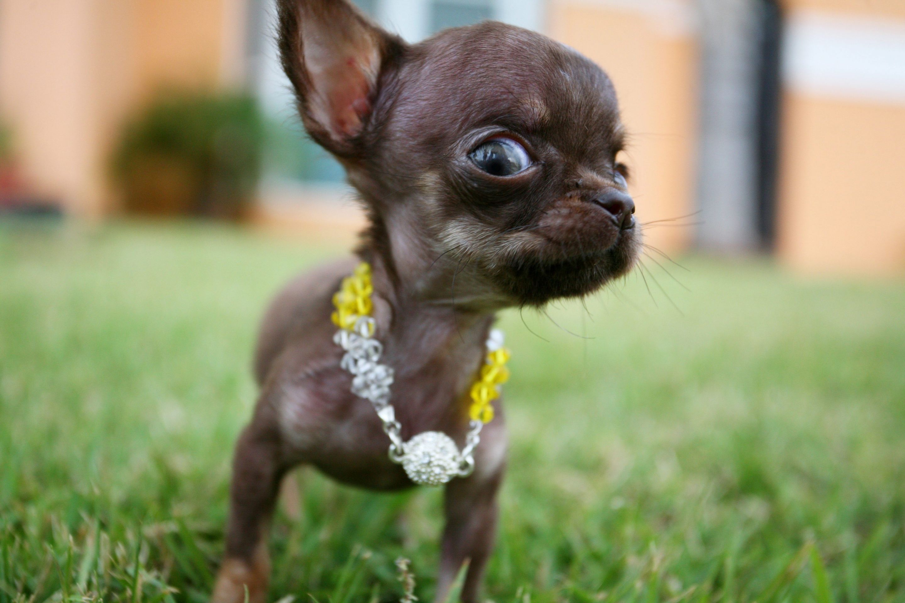 Nejmenší pes na světě - 5 | Galerie: GALERIE: Nejmenší pes na světě a ...