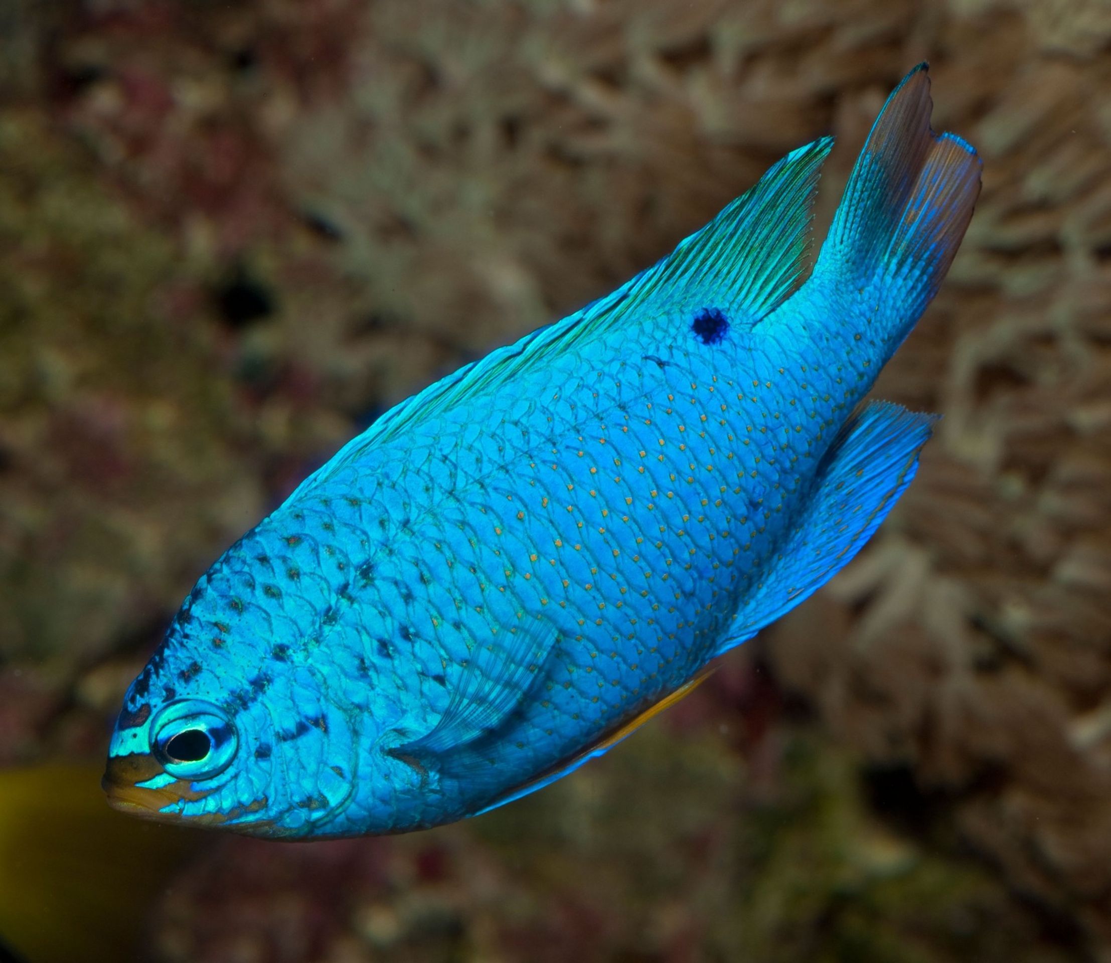 Sardinka oblá (Sardinella aurita) | Galerie: Nepůvodní druhy v ...