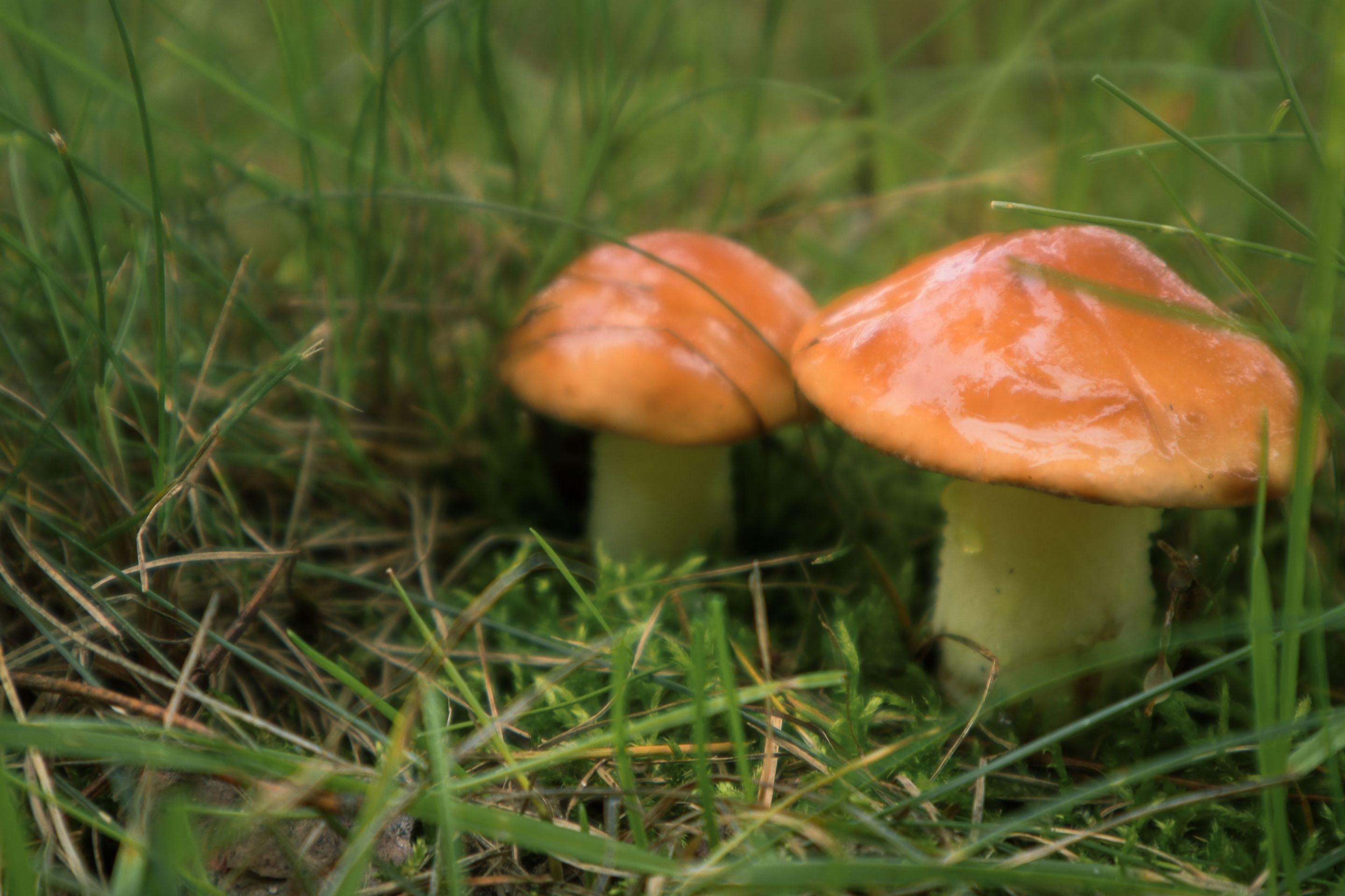 Hřib kovář | Galerie: Houby | TN.cz