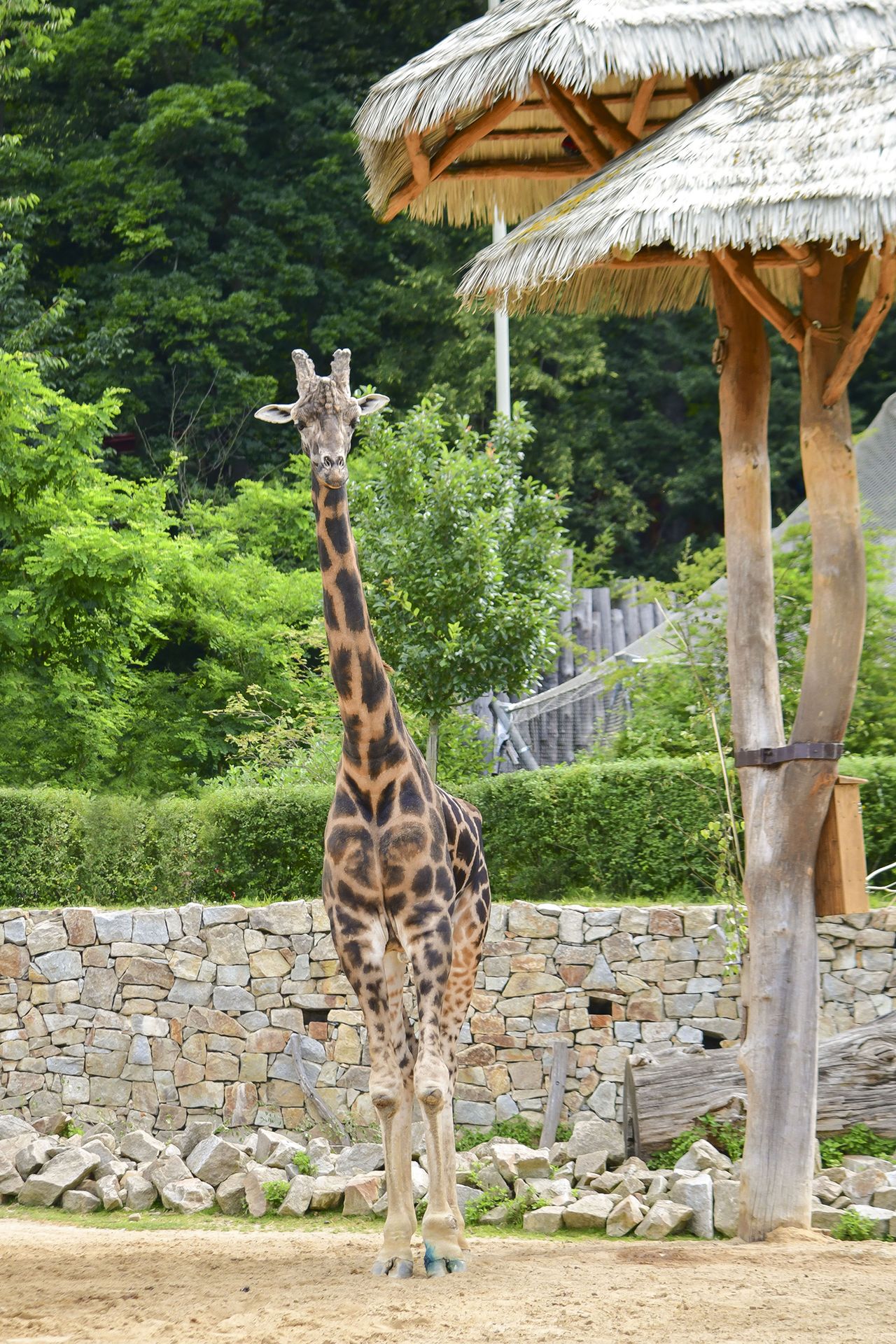 Žirafí samec Zuberi | Galerie: Žirafí samec Zuberi | TN.cz