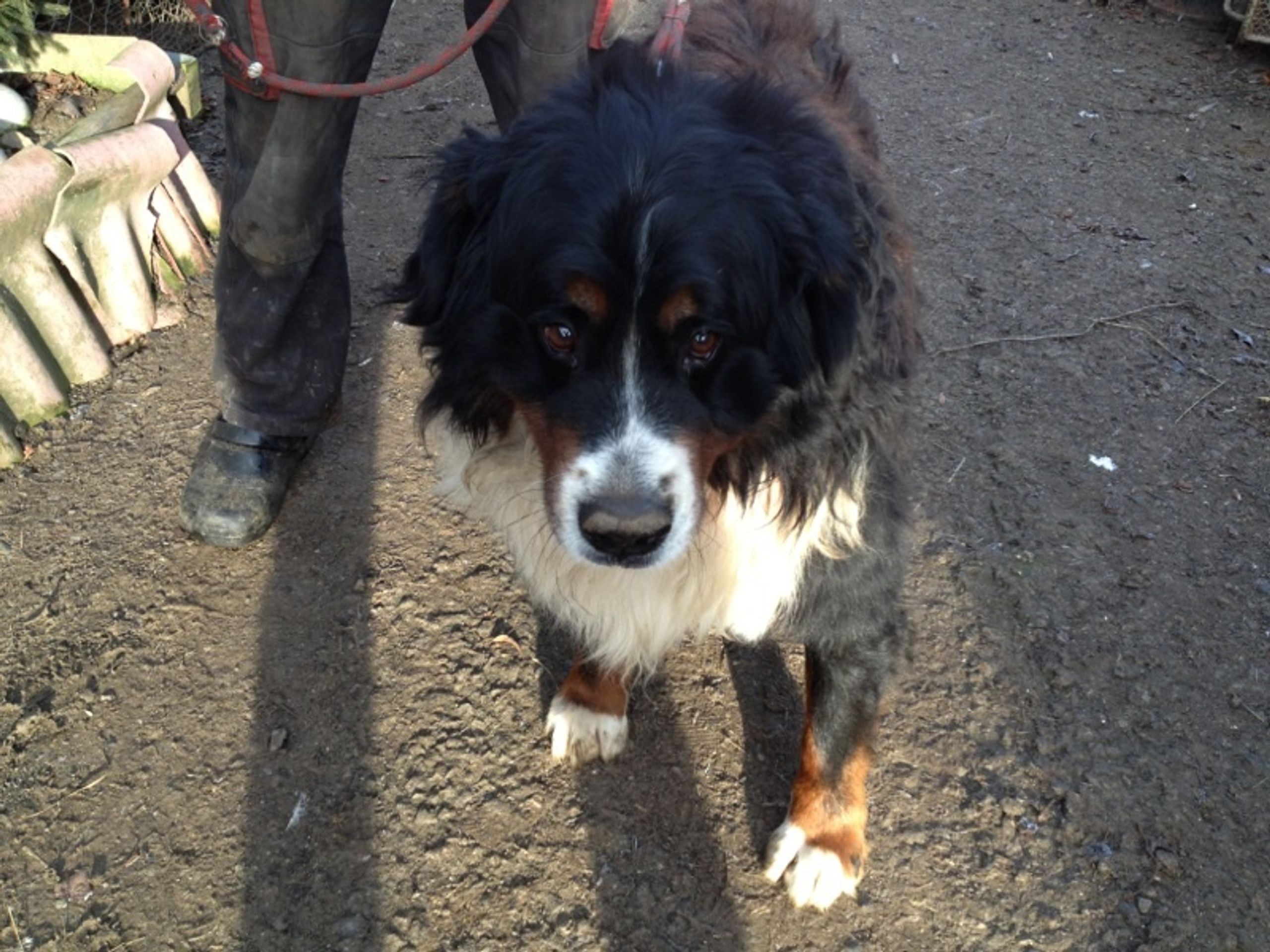 Psi z útulku - 2 | Galerie: Tihle chlupáči čekají na nového majitele ...