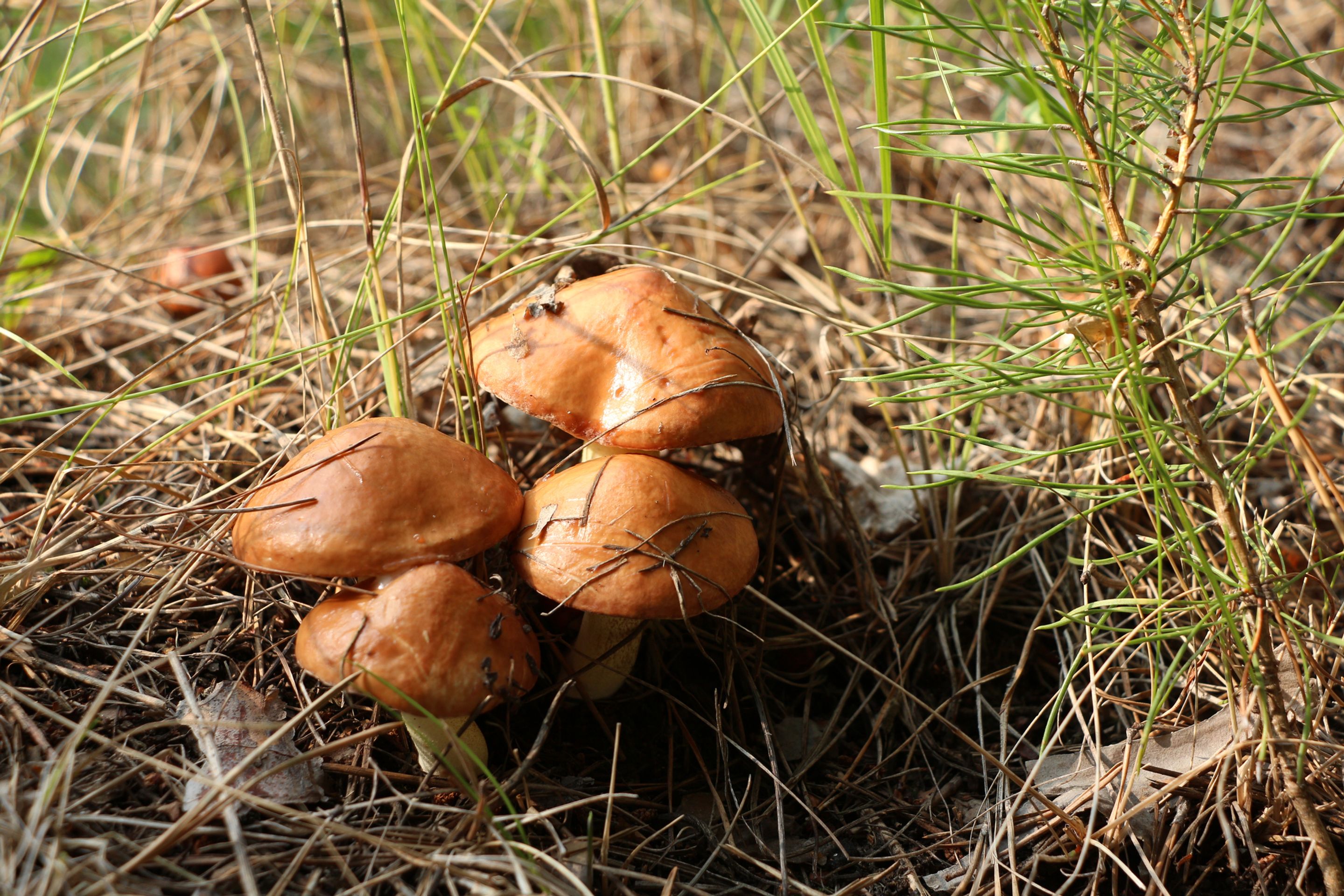 Klouzek modřínový (sličný) | Galerie: Letní houbařská sezona | TN.cz
