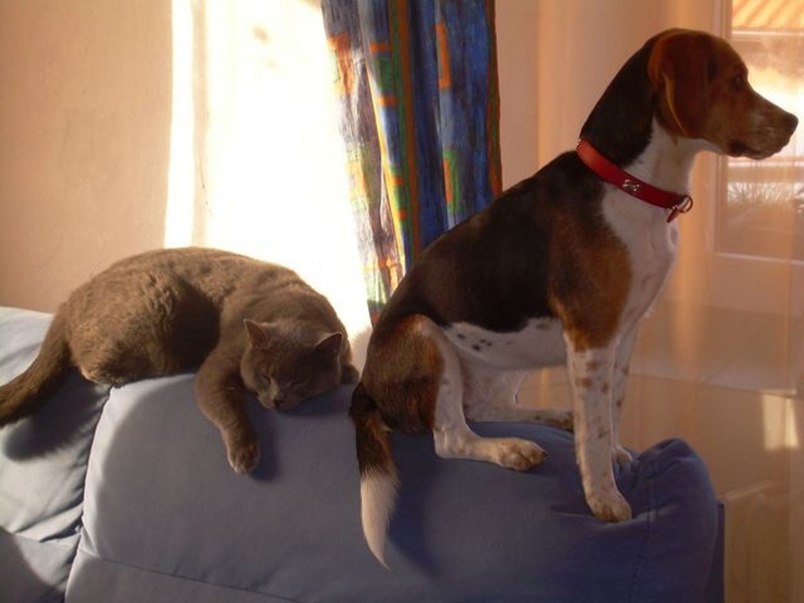 Bígl | Galerie: GALERIE:ztracený bígl | TN.cz