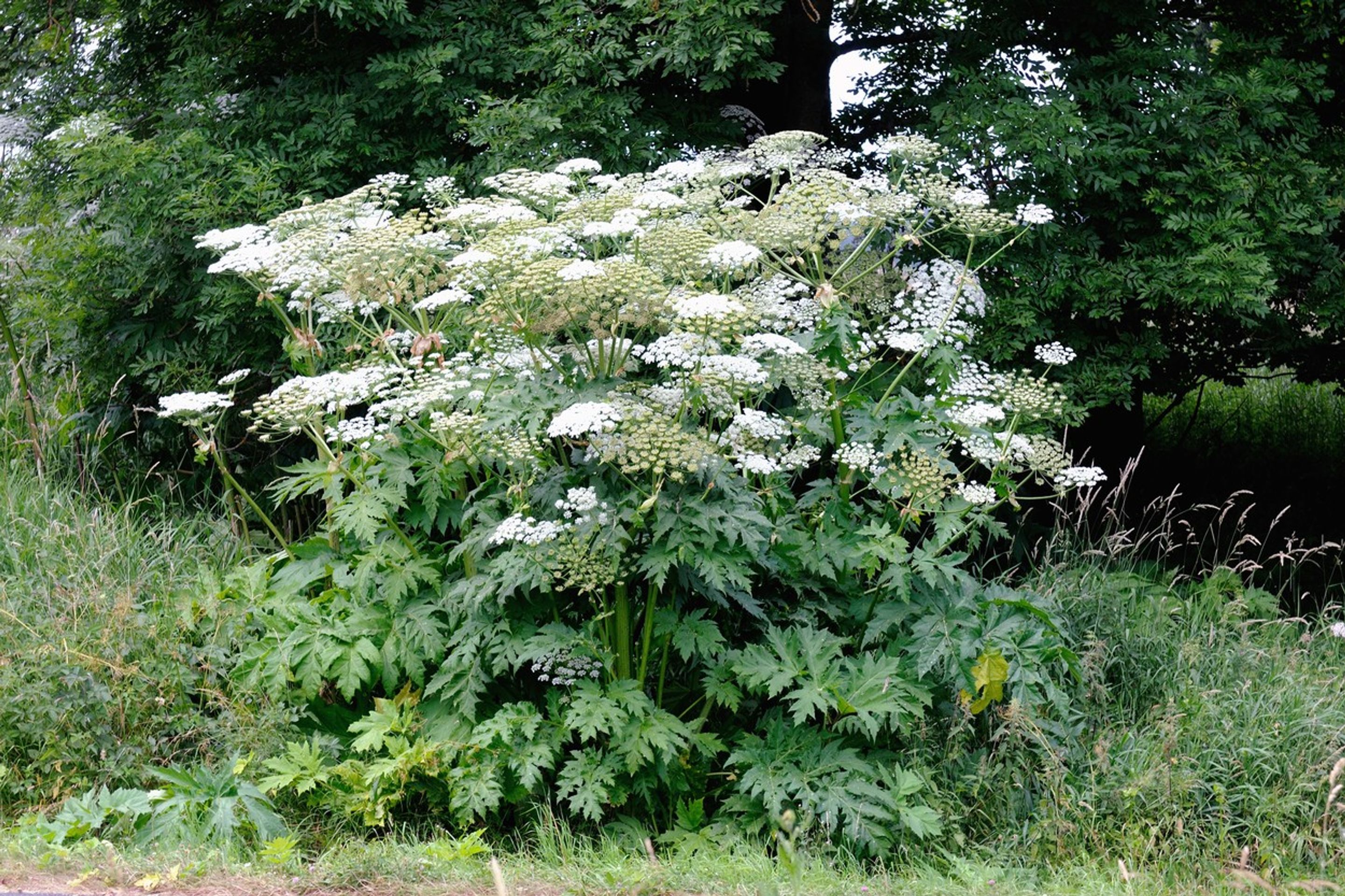 Klejicha hedvábná | Galerie: GALERIE: Nově přidané invazivní druhy ...