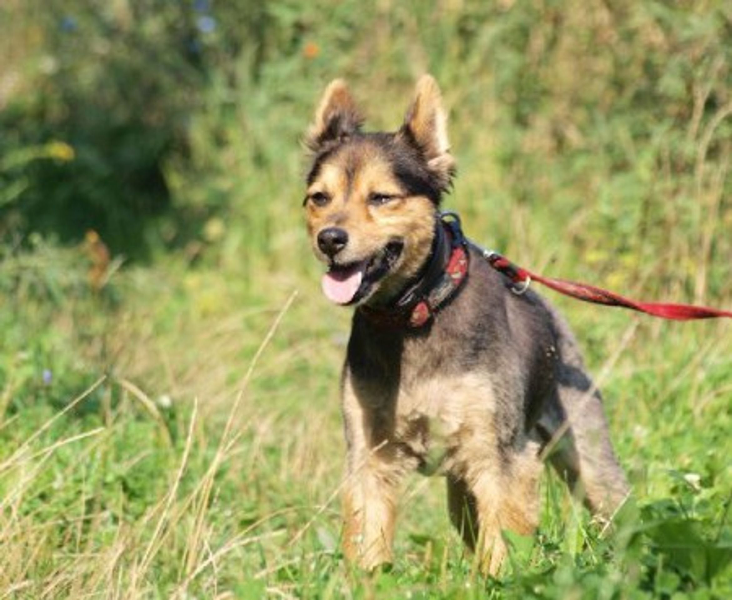 Azyl Pes - Deny | Galerie: FOTOGALERIE: Psi z útulků hledají nový domov ...